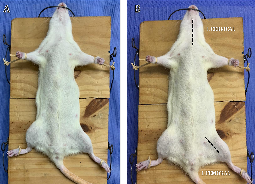 Anatomía De Una Rata TEMA 2. ANATOMIA Y FISIOLOGIA COMPARADAS DE LAS